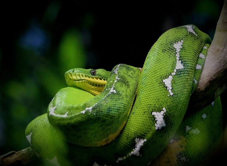 10 Most Beautiful Snakes In The World - wildchapter.com