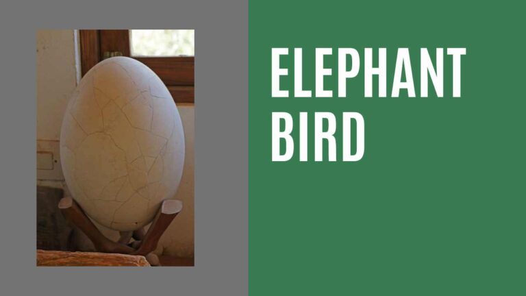 Elephant Bird: Madagascar's Giant of Extinction - wildchapter.com